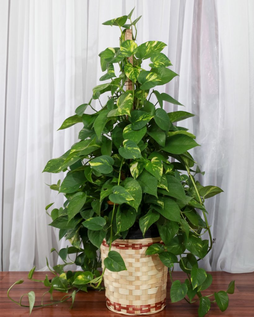 Pole Ivy - Pat's Plants in Houston, TX