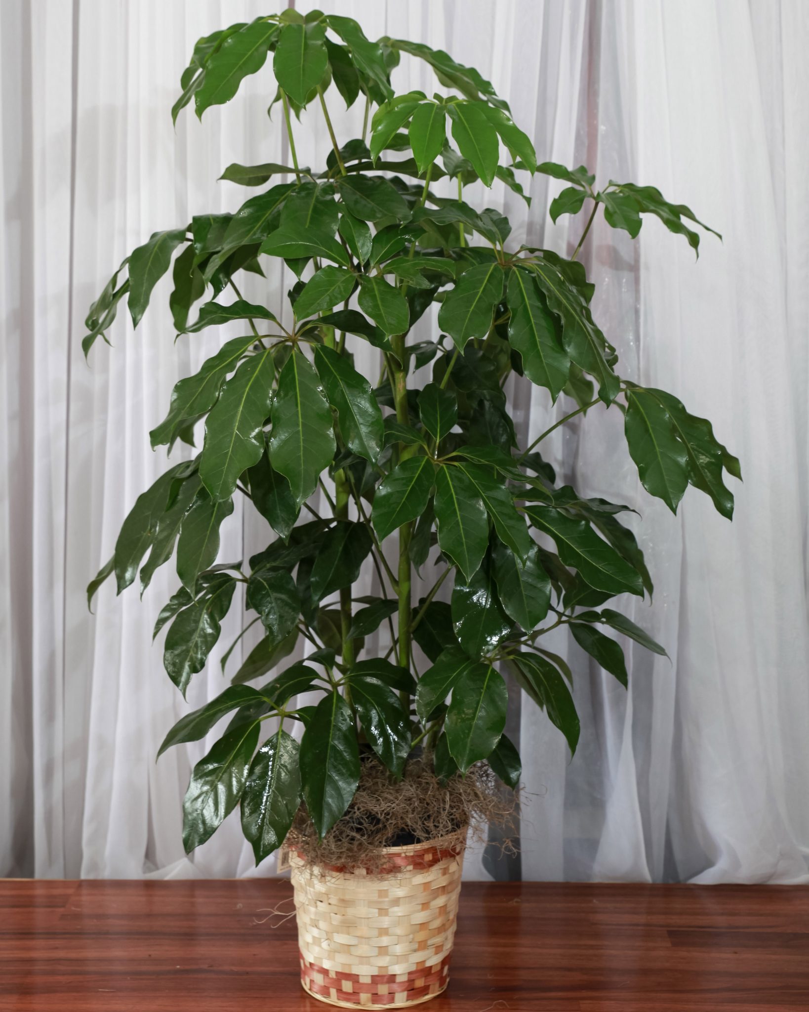 Amate Schefflera - Pat's Plants in Houston, TX